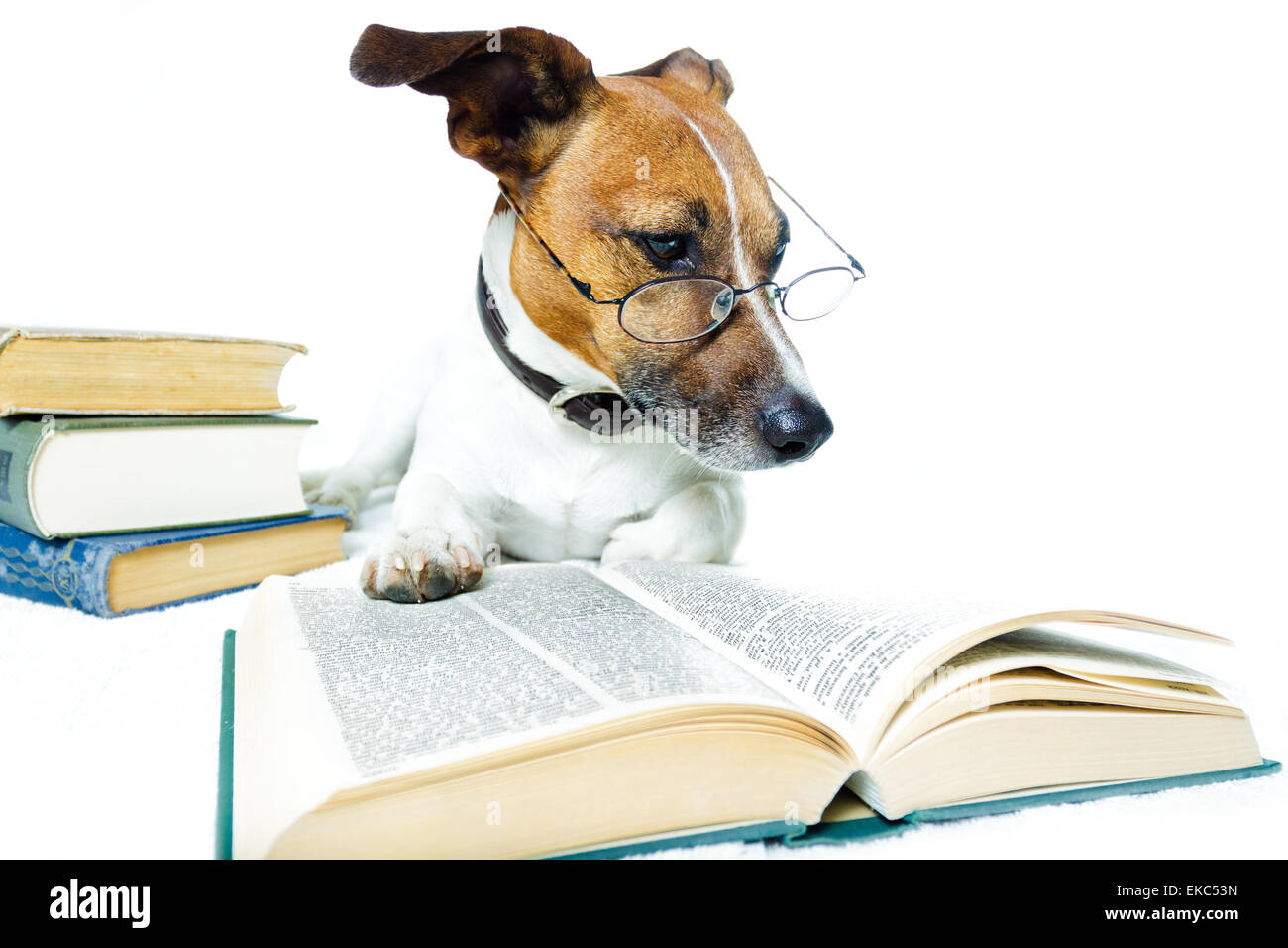 Dog reading book Banque de photographies et d’images à haute résolution ...