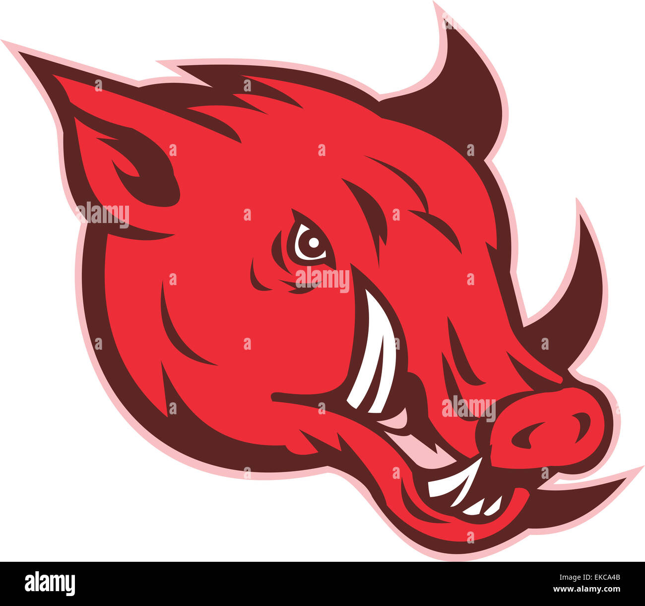 Angry razorback wild pig hog Banque de photographies et d’images à ...