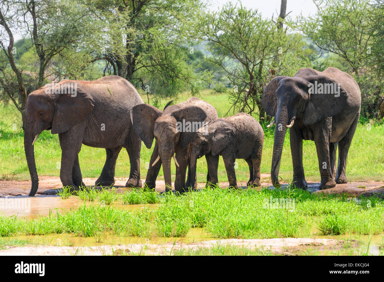 Faune selvatica Banque de photographies et d’images à haute résolution ...