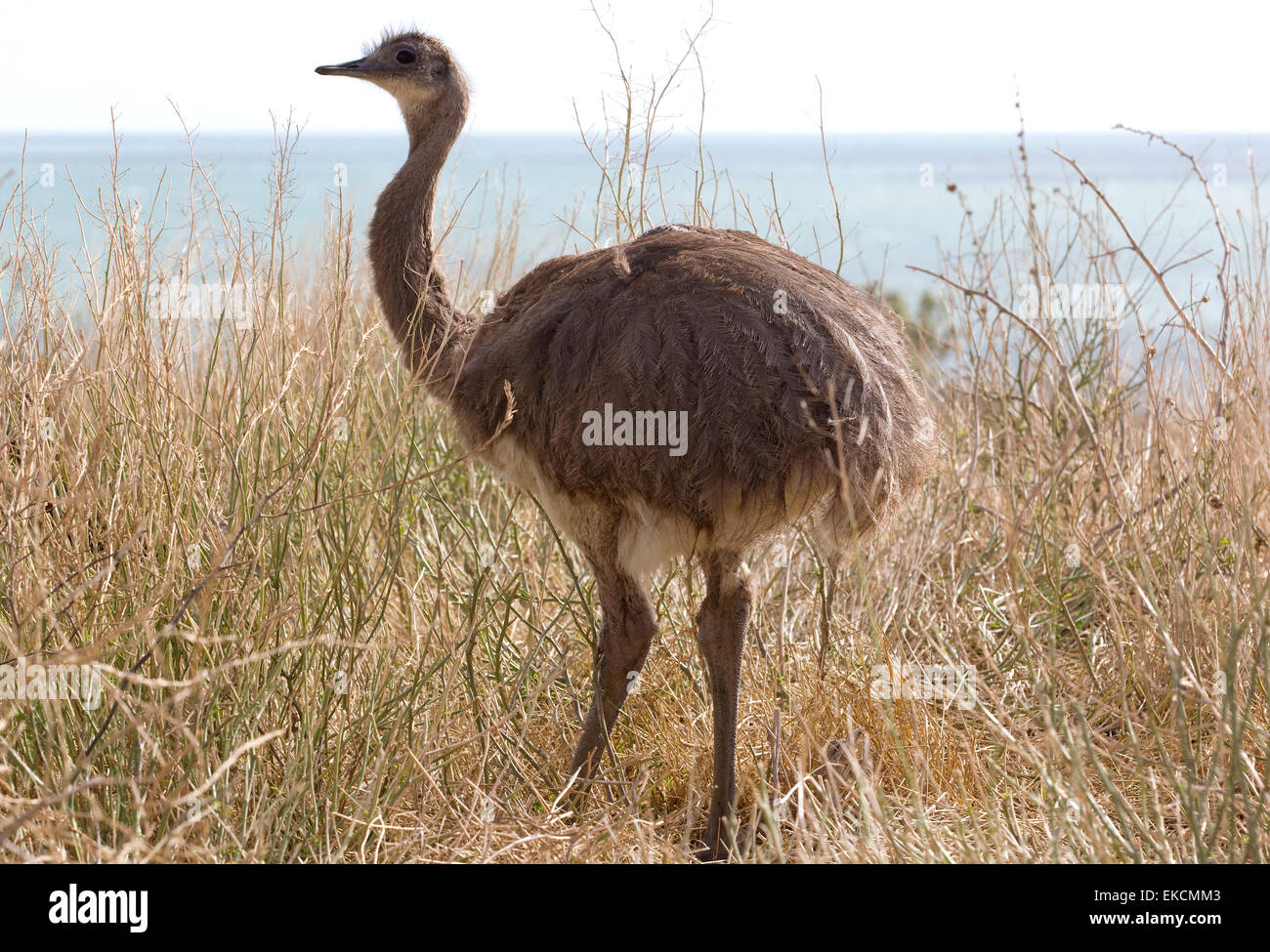Wild Rhéa, moindre, rhea (Rhea americana), oiseau en Patagonie ...