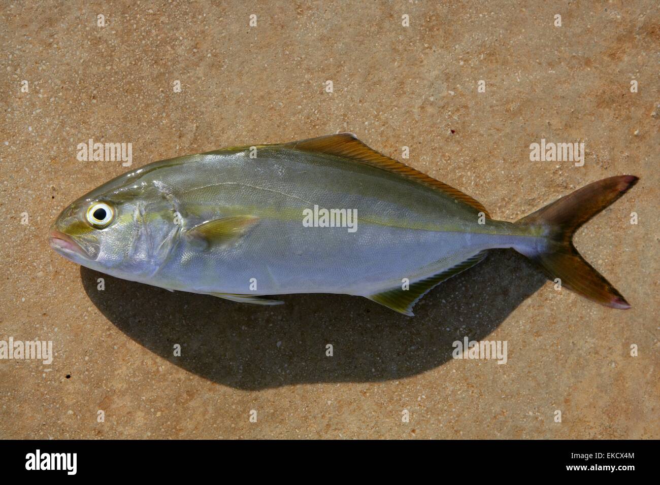 Grand amberjack seriola dumerili Banque de photographies et d’images à ...