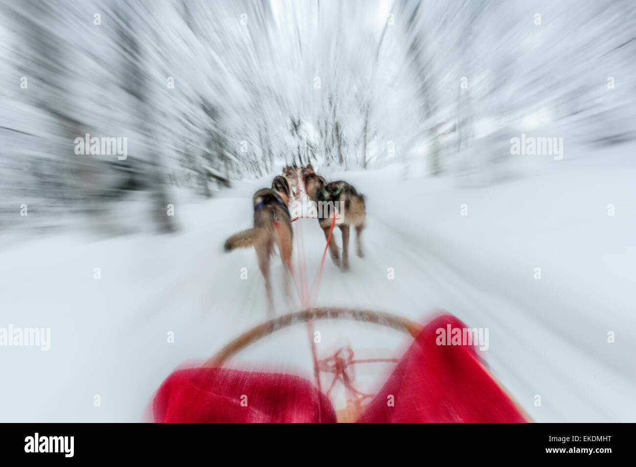 Promenade en traîneau à chiens Banque de photographies et d’images à ...