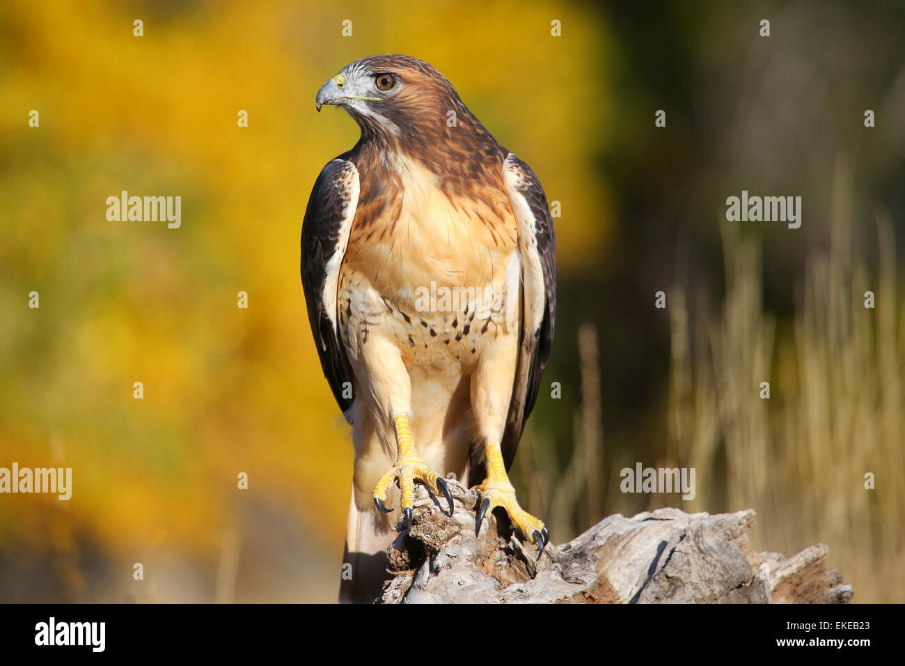 Buse à queue rousse Banque de photographies et d’images à haute résolution - Alamy
