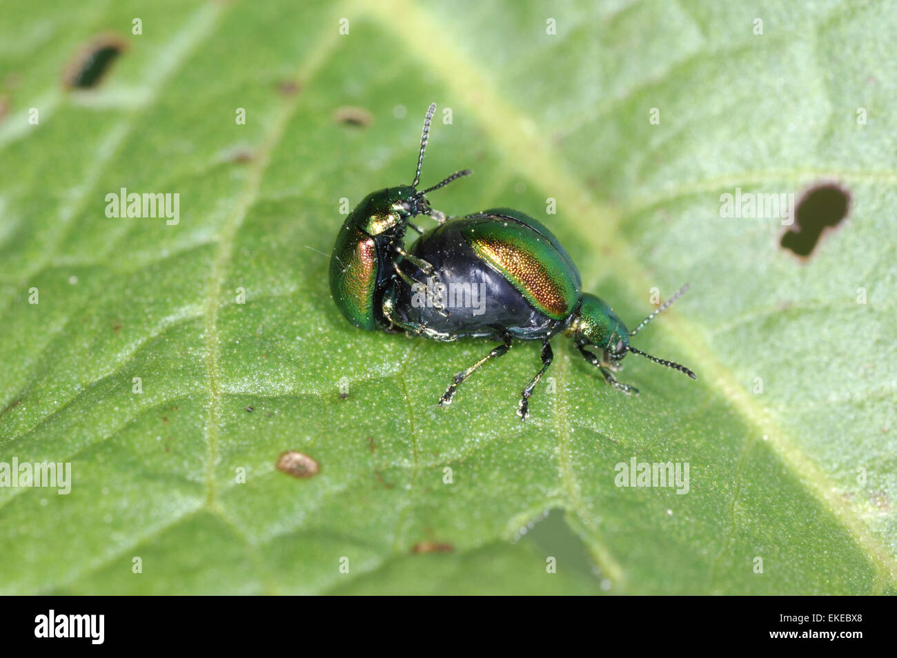 Green dock beetle Banque de photographies et d’images à haute ...