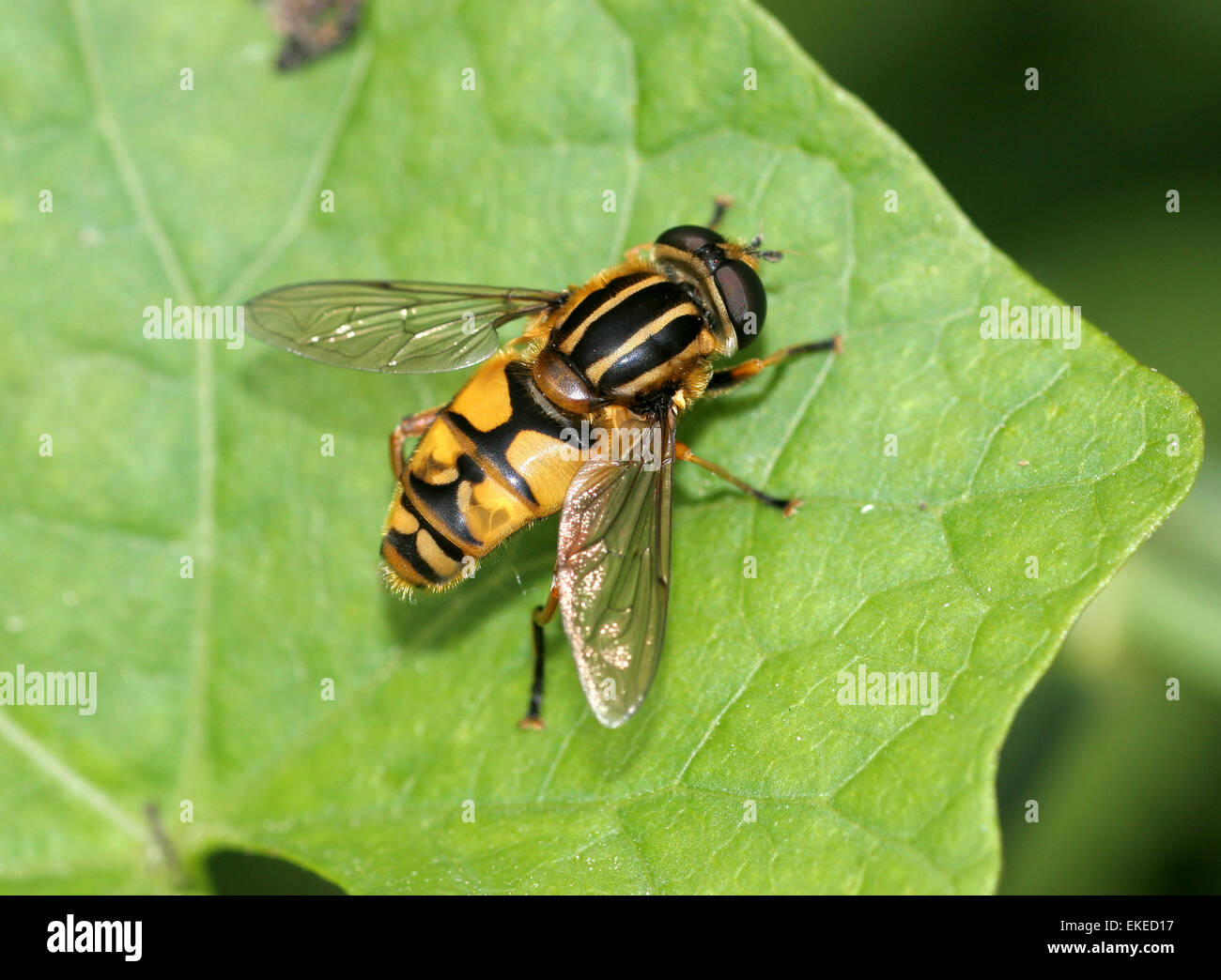 Helophilus pendulus helophilus pendulus Banque de photographies et d ...