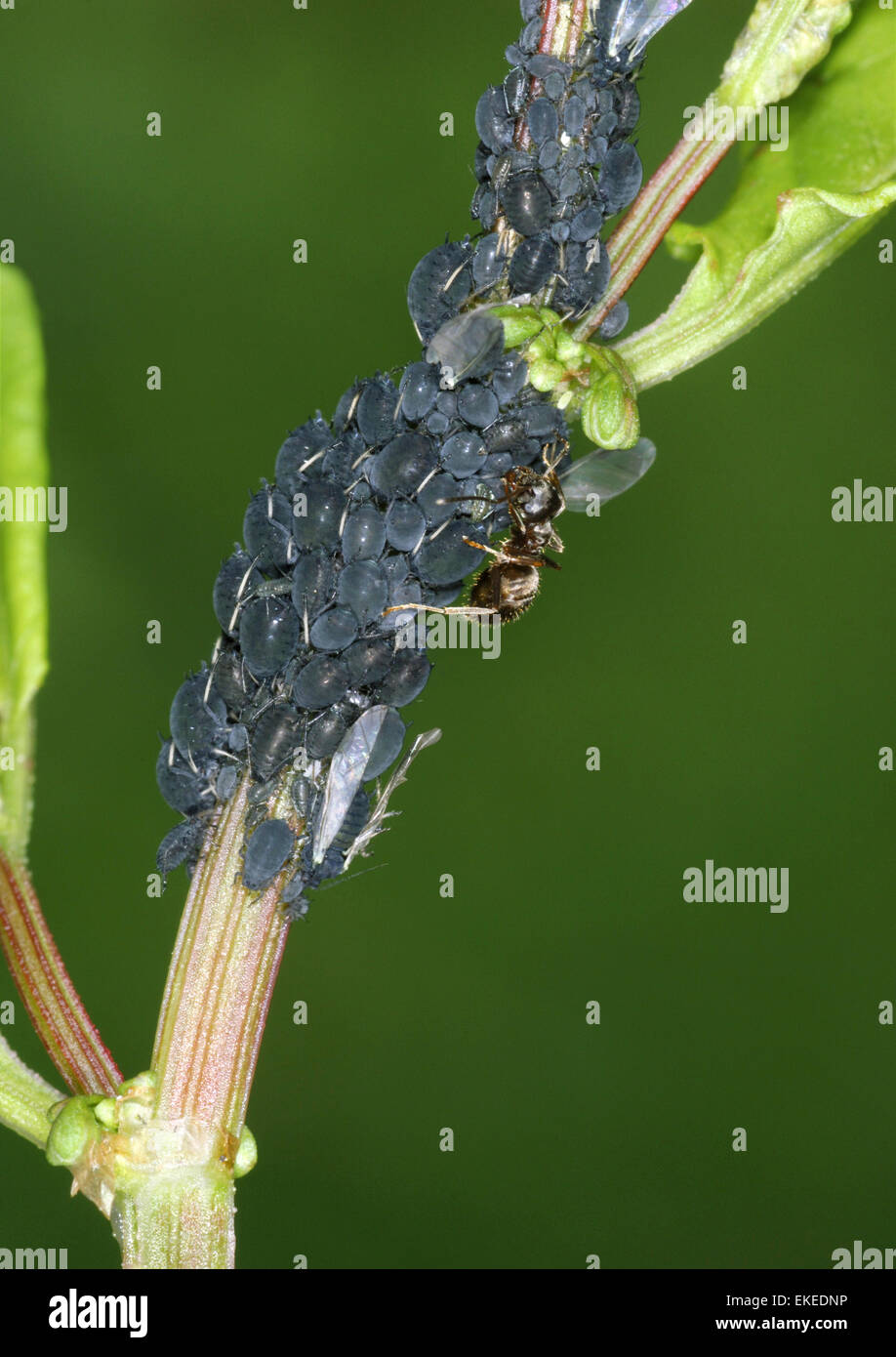 Puceron noir de la Fève - Aphis fabae Photo Stock - Alamy