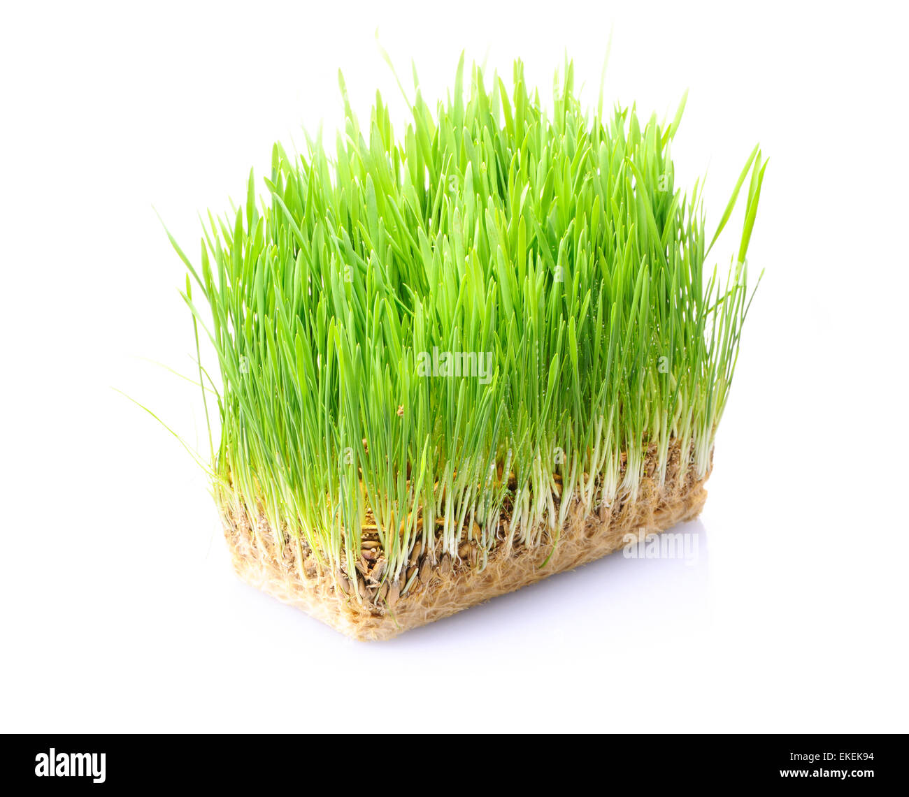 Herbe du sol Banque d'images détourées - Alamy