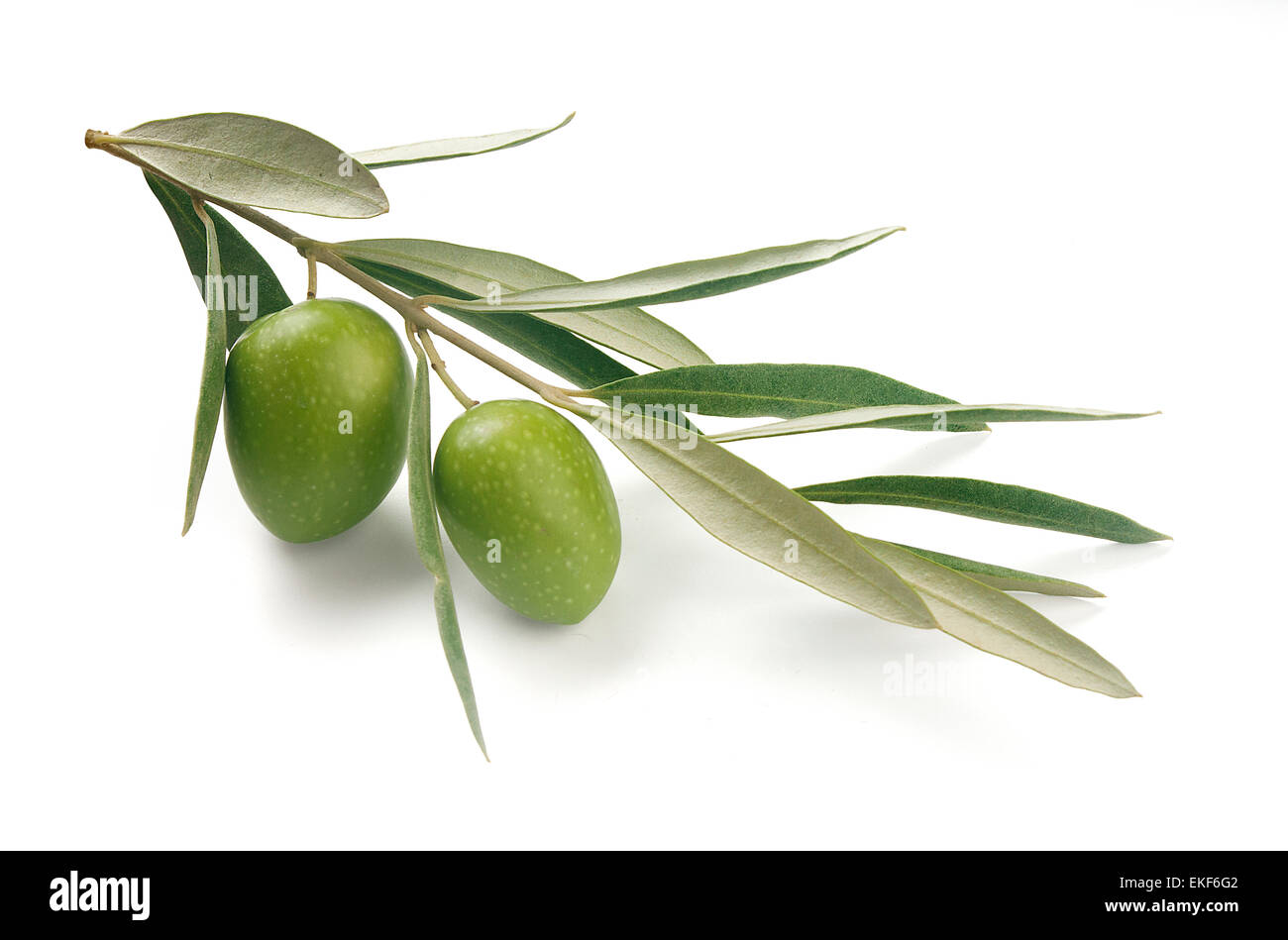 Olive branch Banque de photographies et d’images à haute résolution - Alamy