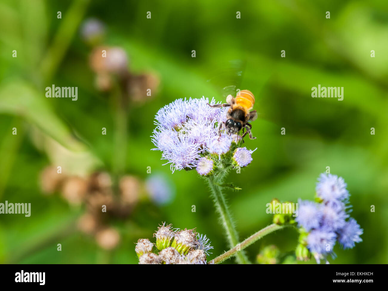 Apis cerana indica Banque de photographies et d’images à haute résolution - Alamy