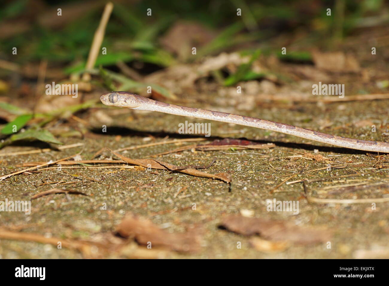 Tête de serpent de vigne Blunt-Imantodes lentiferus,, sur le terrain ...