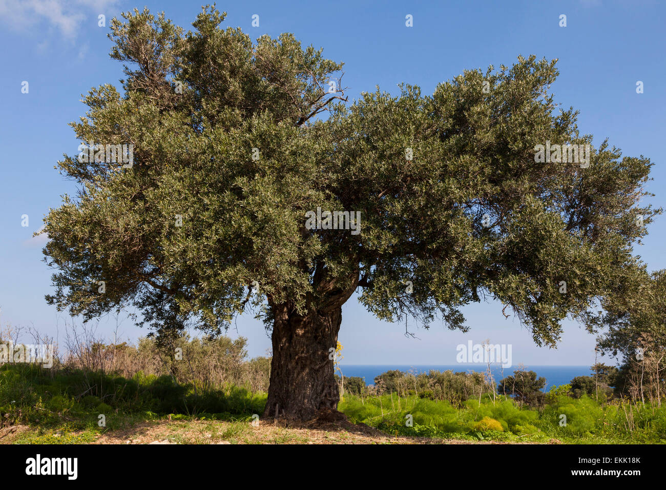 Big olive tree Banque de photographies et d’images à haute résolution ...