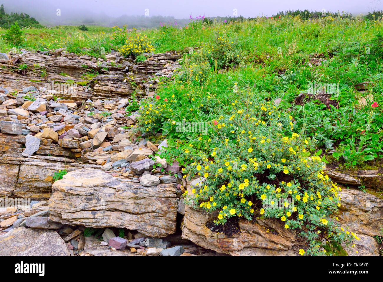 Toundra de fleurs sauvages Banque de photographies et d’images à haute ...