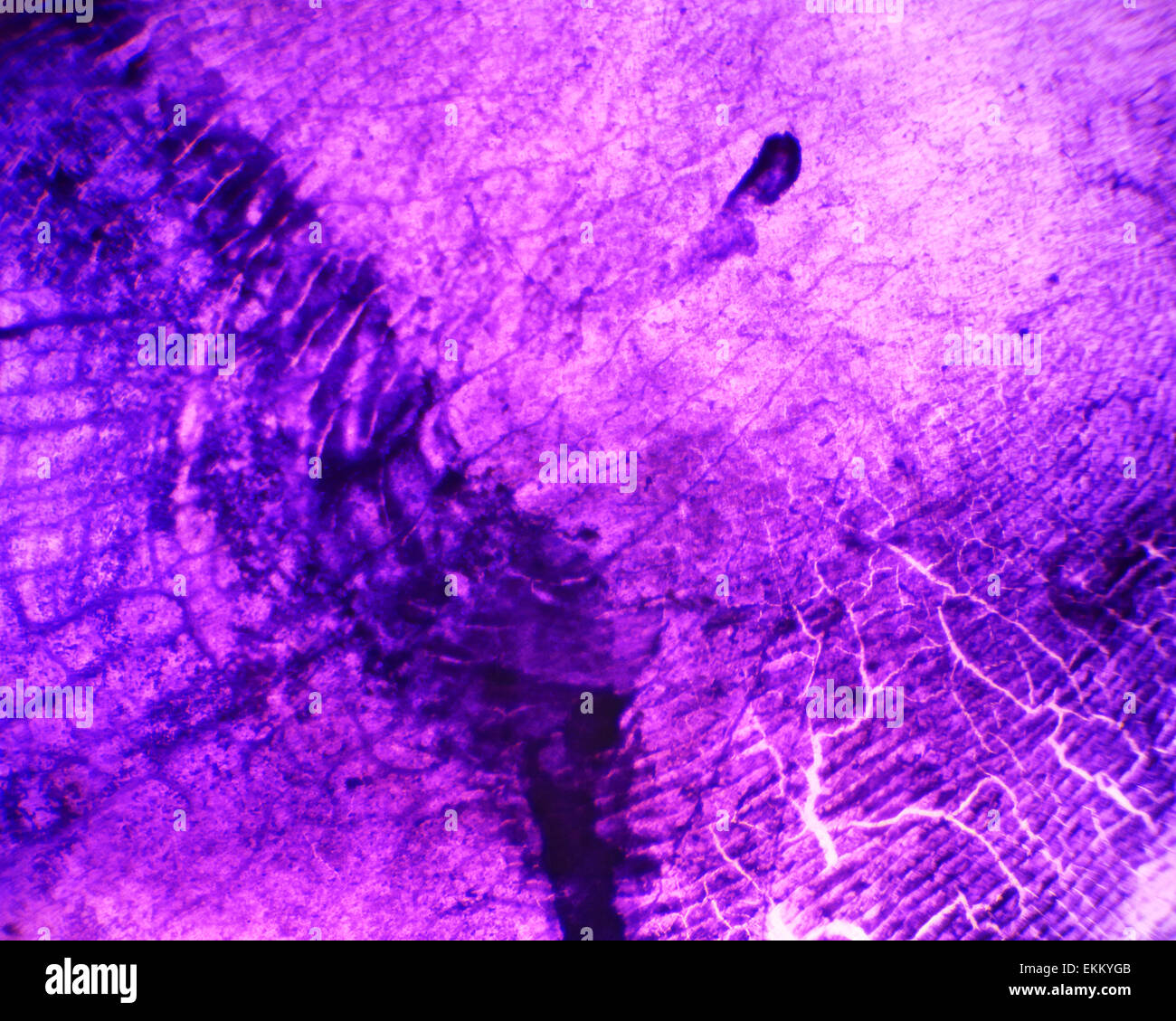 Microscope fish Banque de photographies et d’images à haute résolution ...