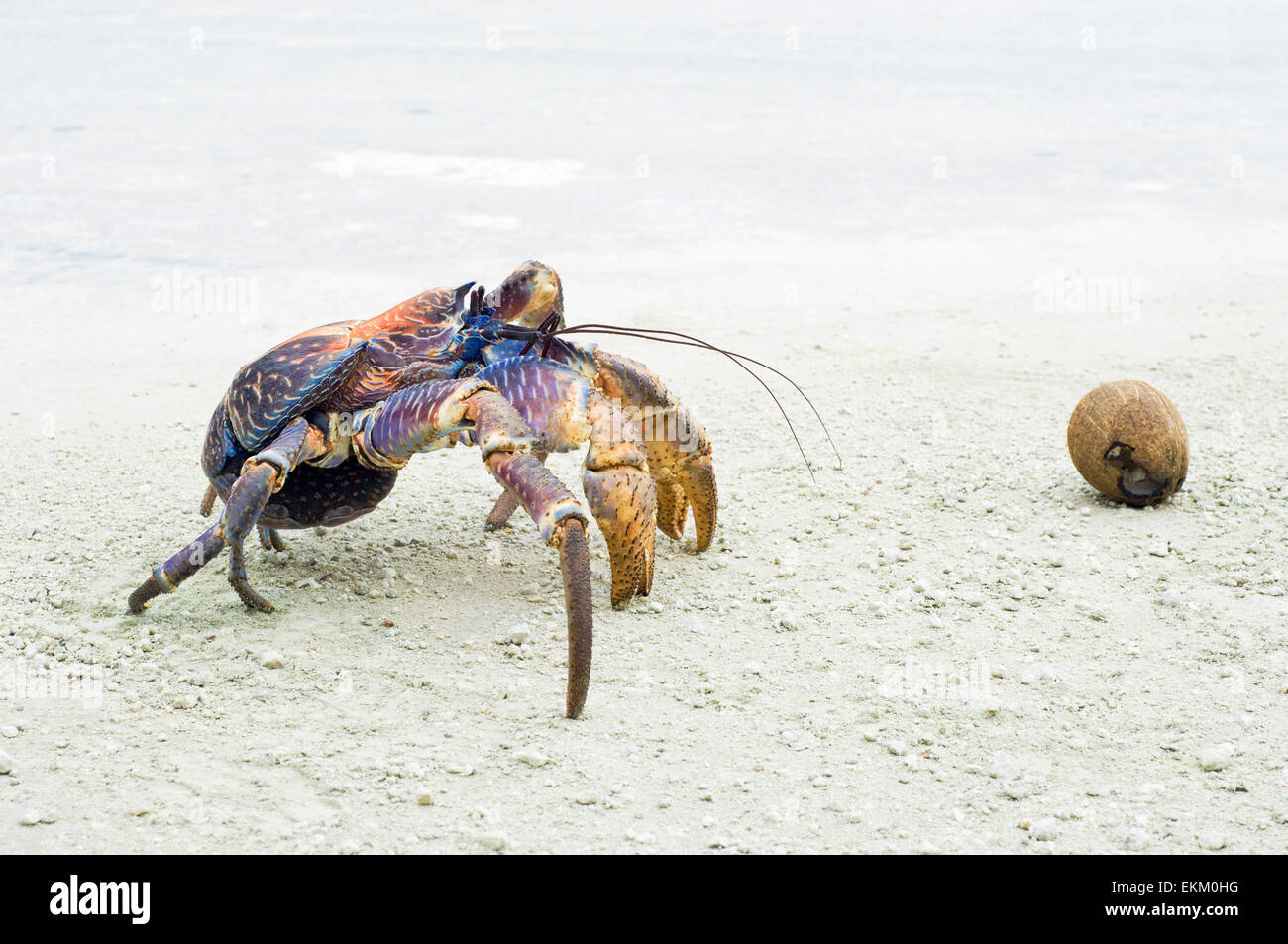 Le crabe des cocotiers Banque de photographies et d’images à haute ...