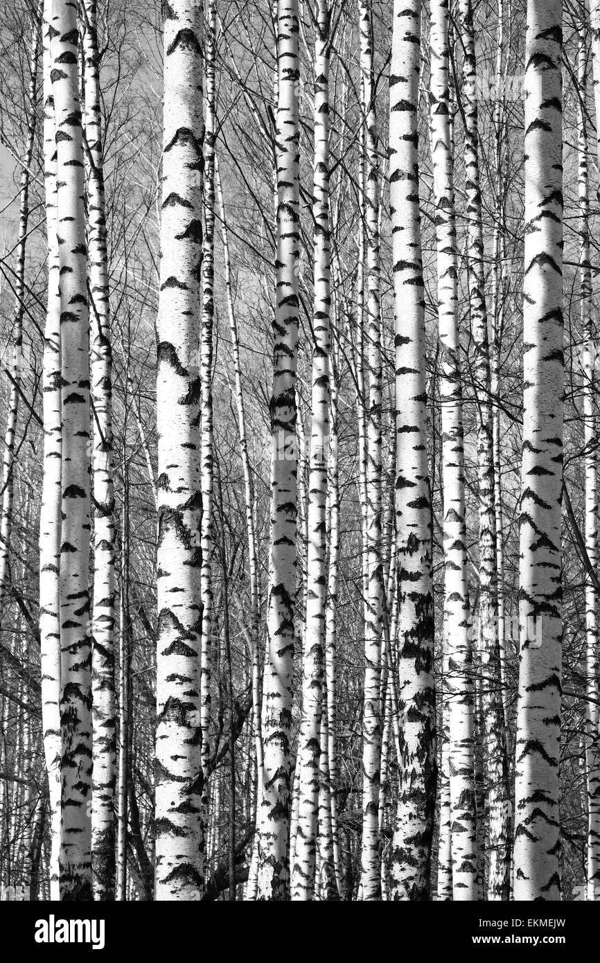 Printemps noir et blanc Banque de photographies et d’images à haute ...