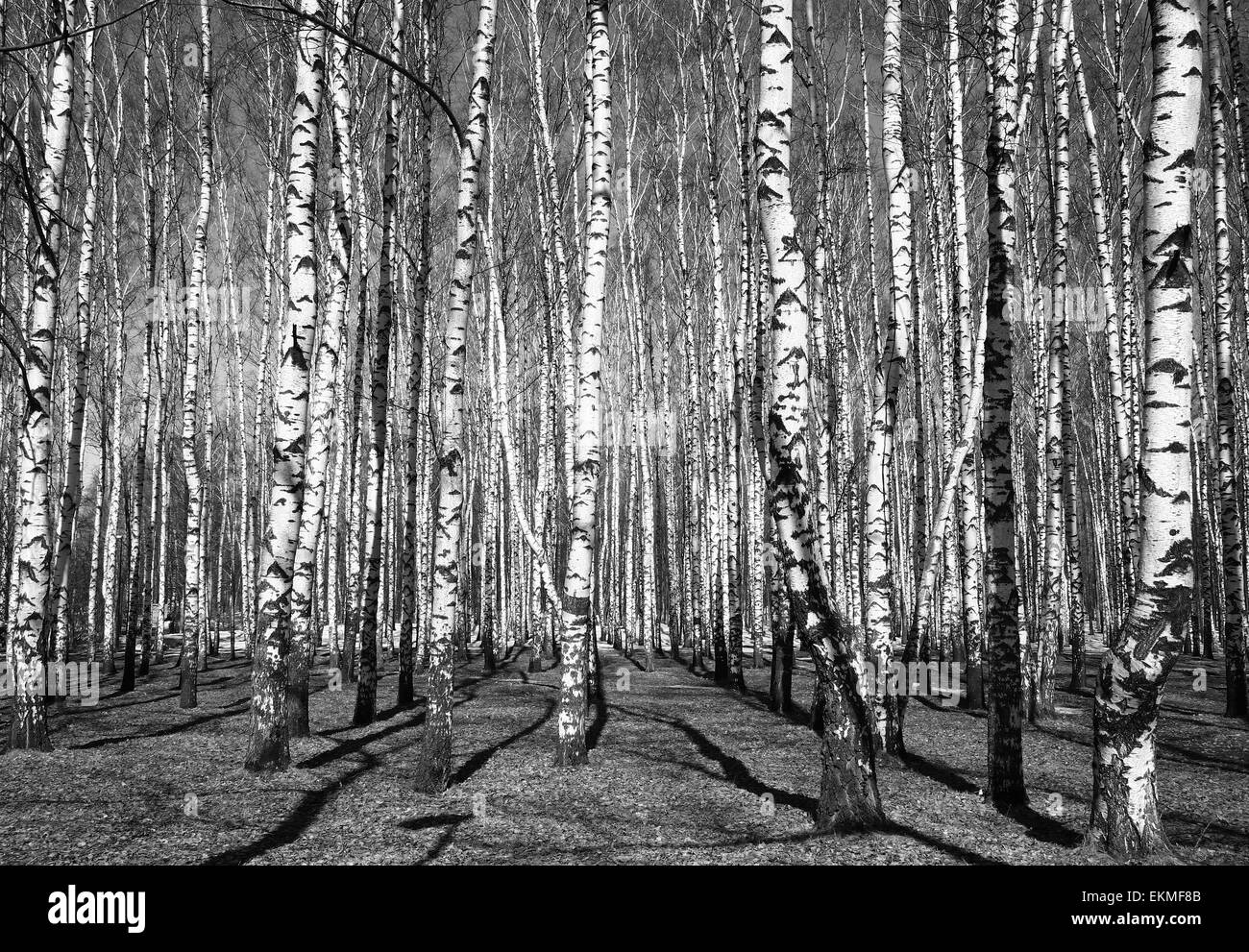 Printemps noir et blanc Banque de photographies et d’images à haute ...