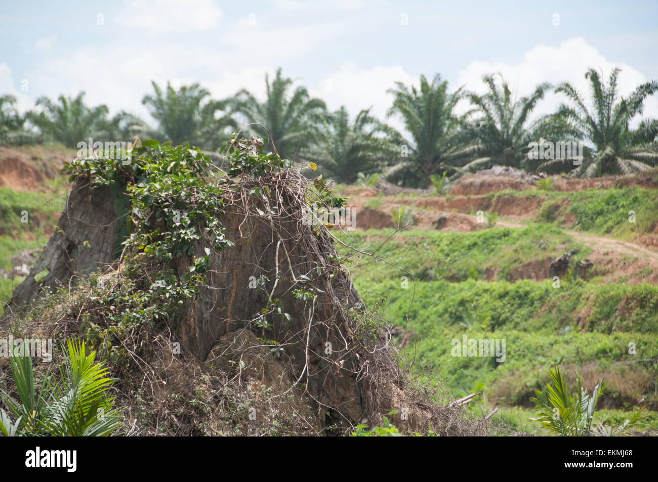 Le déboisement causé par Rainforest nouvelles plantations de palmiers à ...