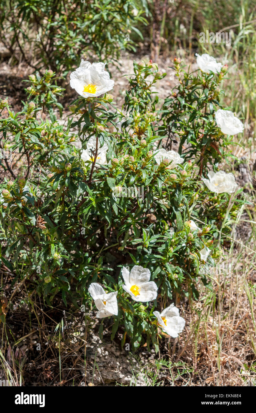 Gomme ladanum Banque de photographies et d’images à haute résolution ...