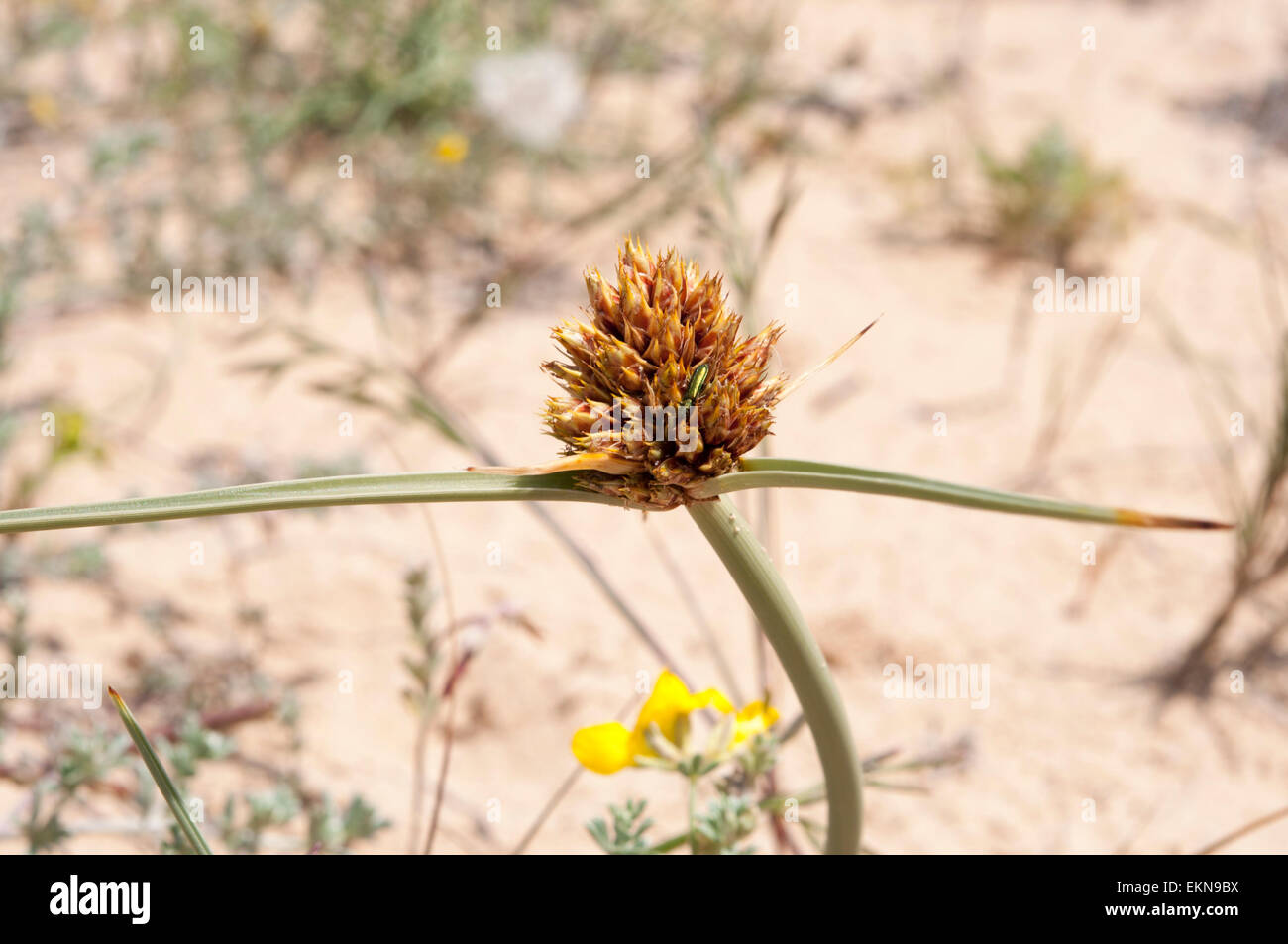 Cyperus capitatus Banque de photographies et d’images à haute ...