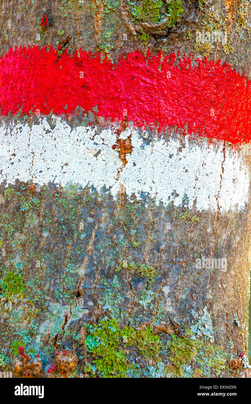 Une marque rouge et blanche sur un tronc d'arbre pour indiquer le bon ...