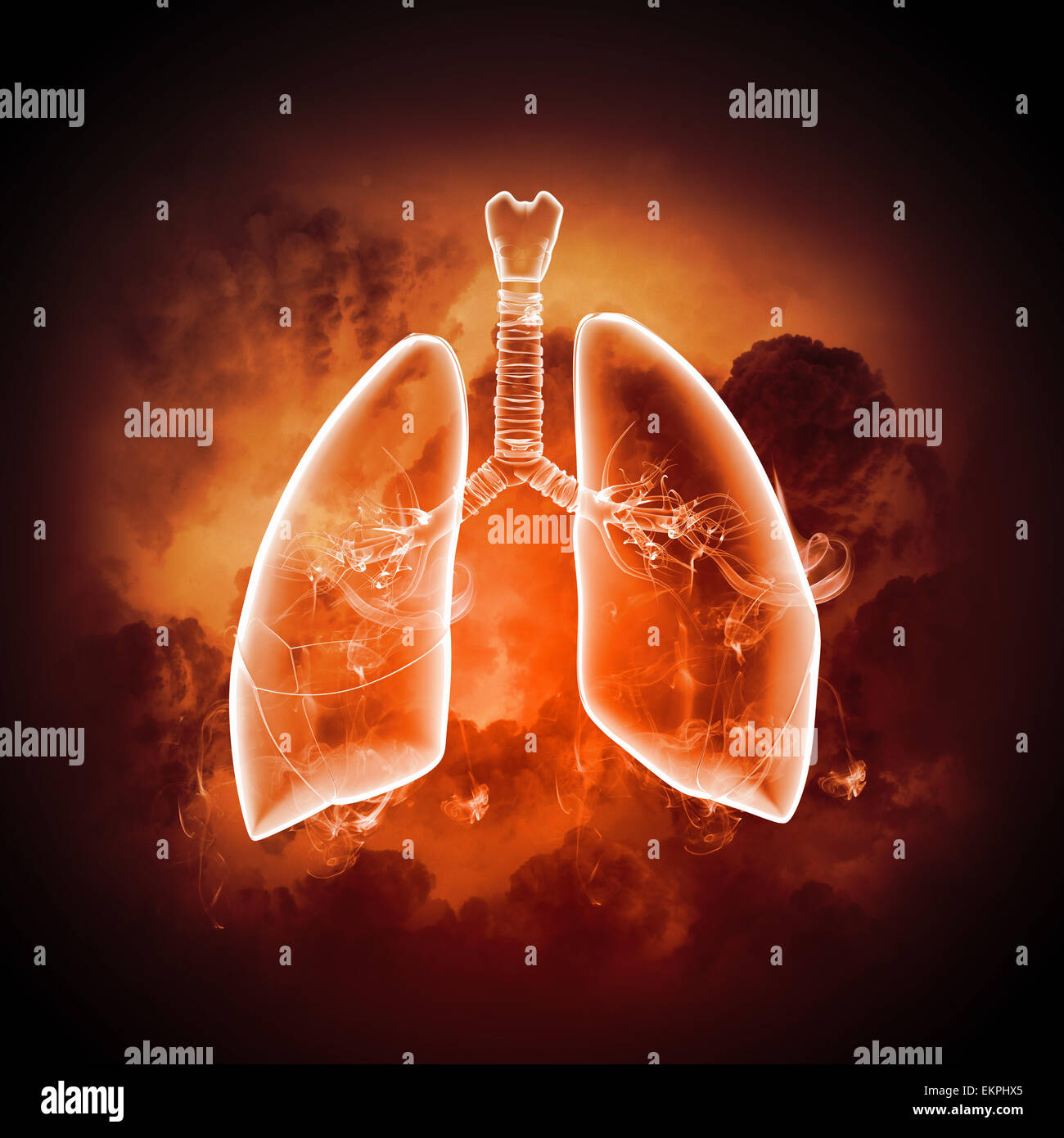 Organe interne des poumons humains Banque de photographies et d’images ...