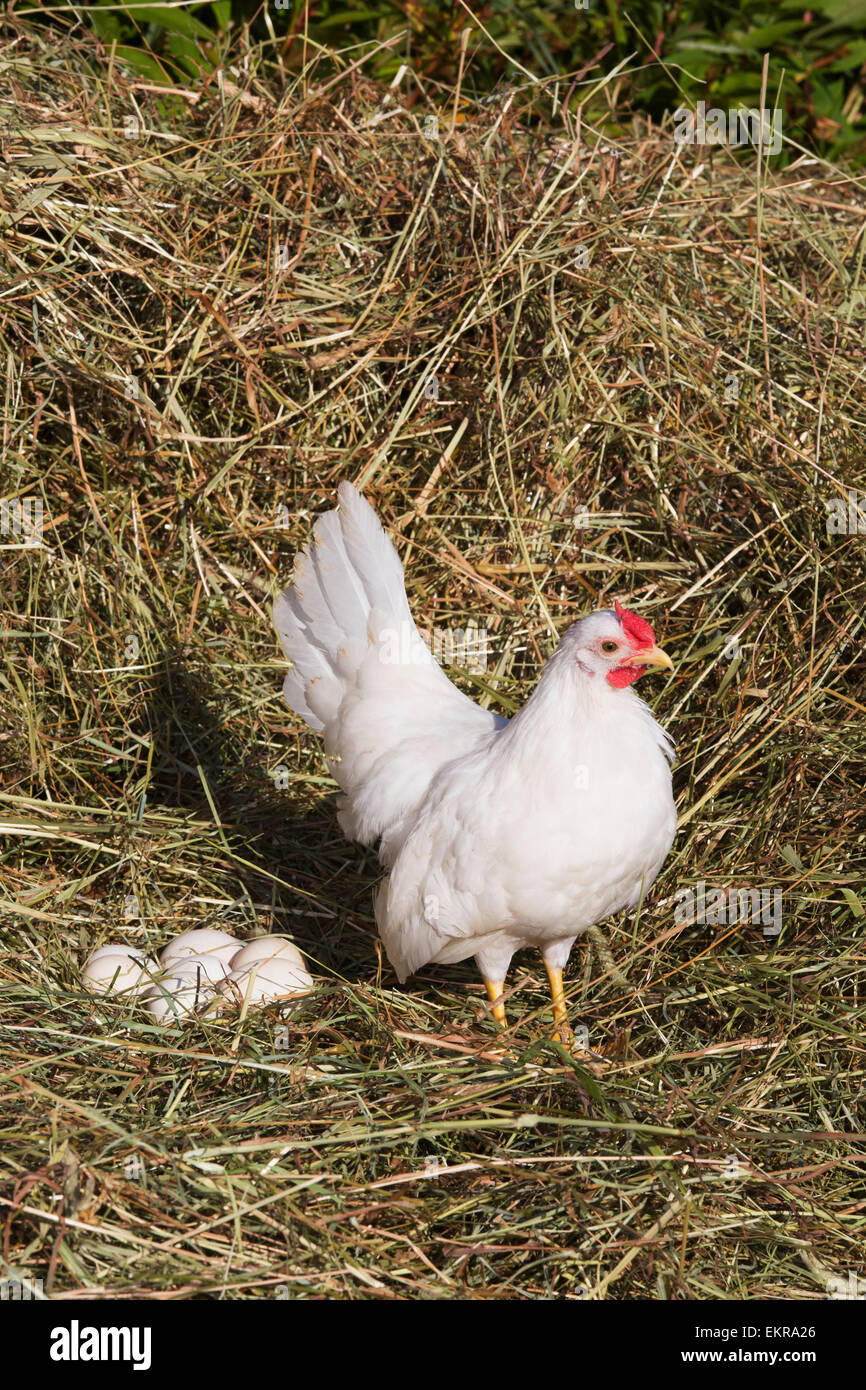 Rosecomb leghorn bantam Banque de photographies et d’images à haute ...