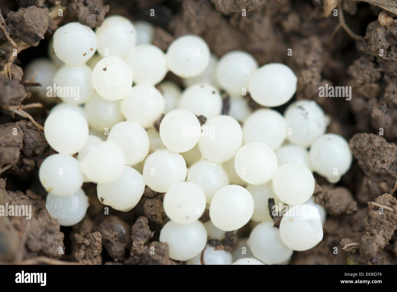 Nid au sol avec des oeufs Banque de photographies et d’images à haute ...