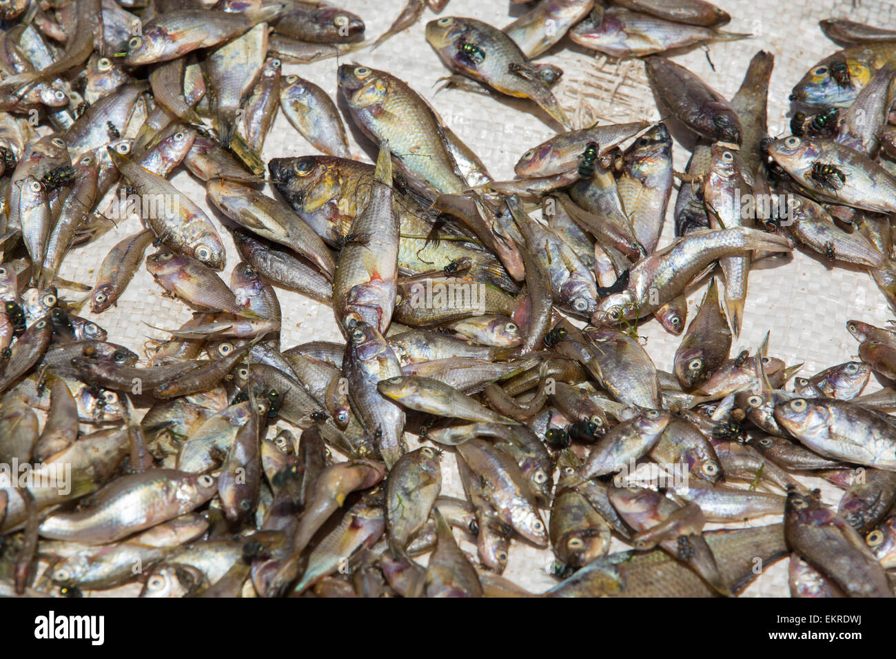 Poisson insecte Banque de photographies et d’images à haute résolution ...