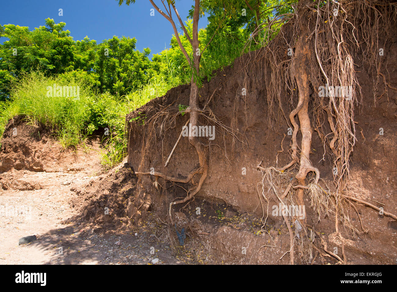 Racine arbre exposée Banque de photographies et d’images à haute ...
