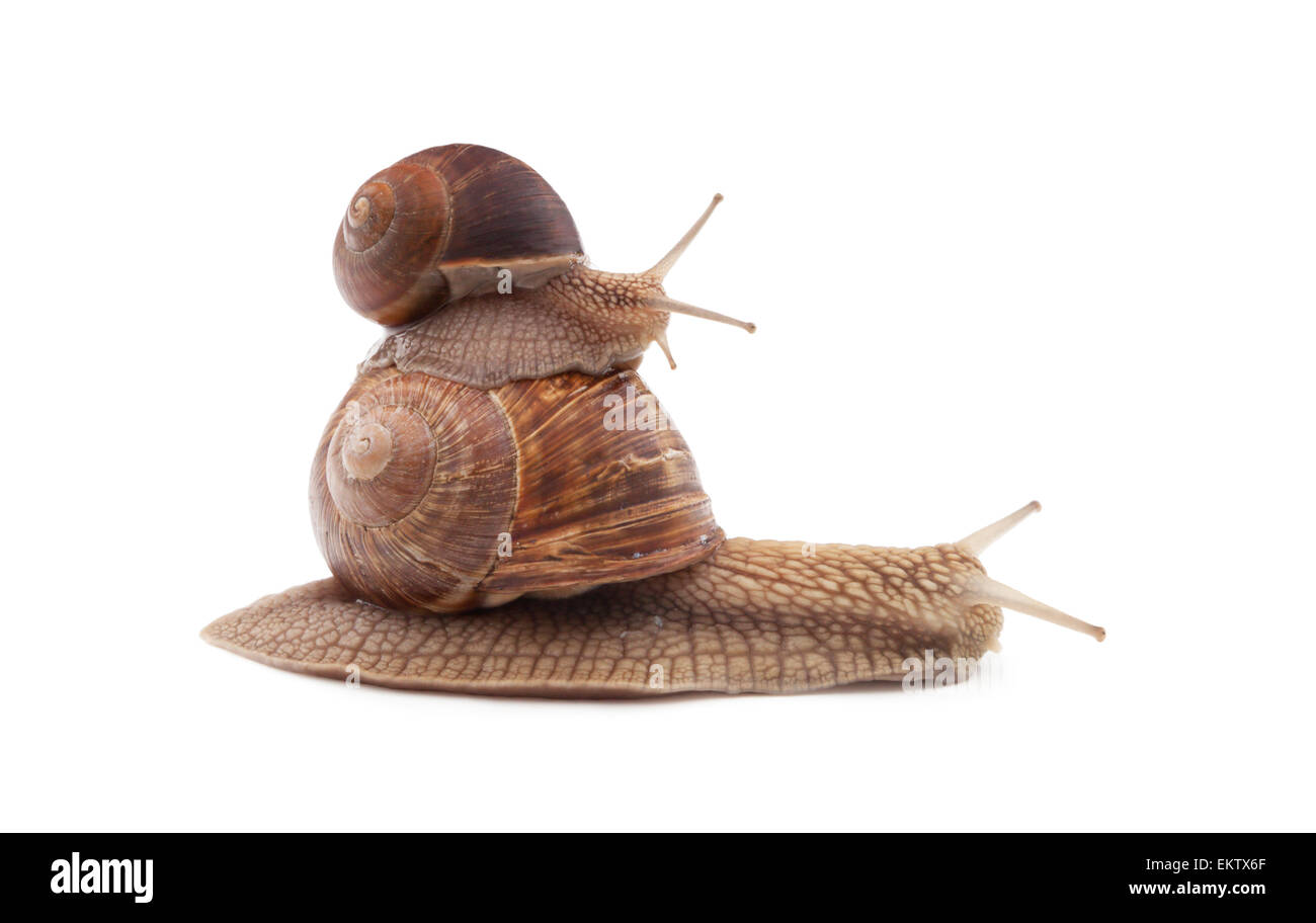 Deux escargots isolé sur fond blanc Photo Stock - Alamy