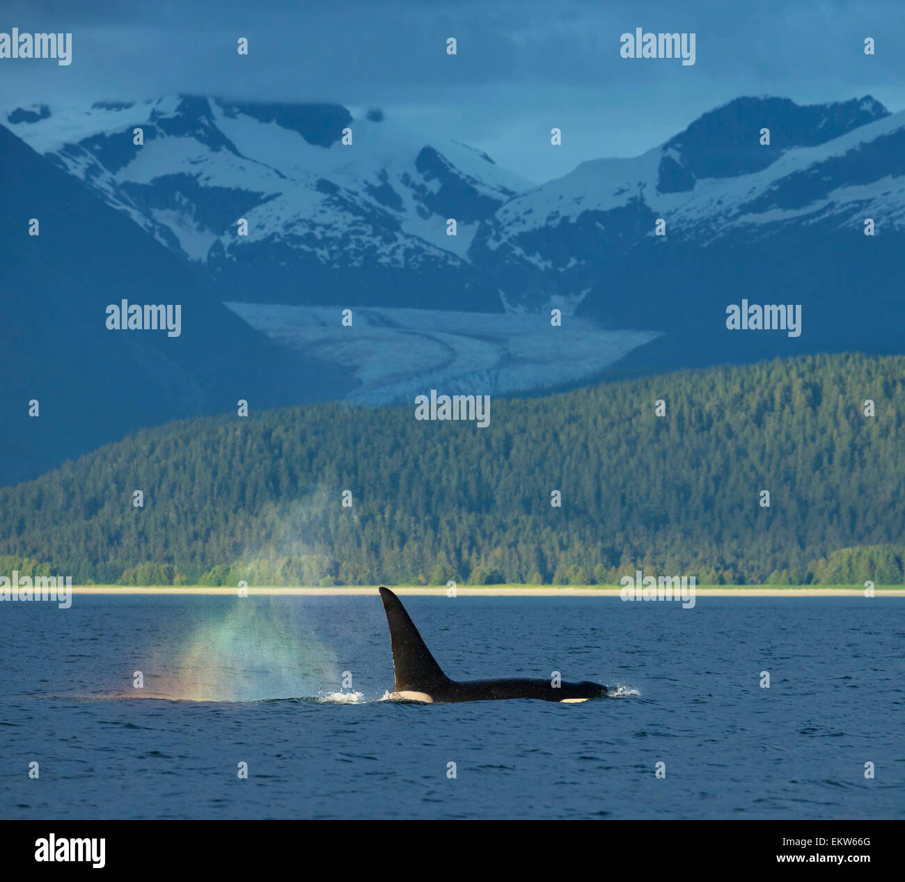Orque orque Banque de photographies et d’images à haute résolution - Alamy