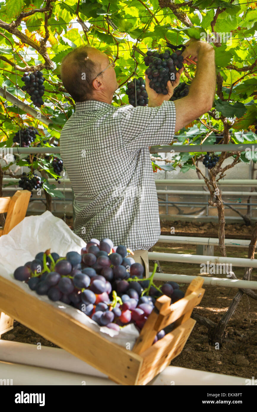 Raisin Vigneron Banque d'image et photos - Alamy