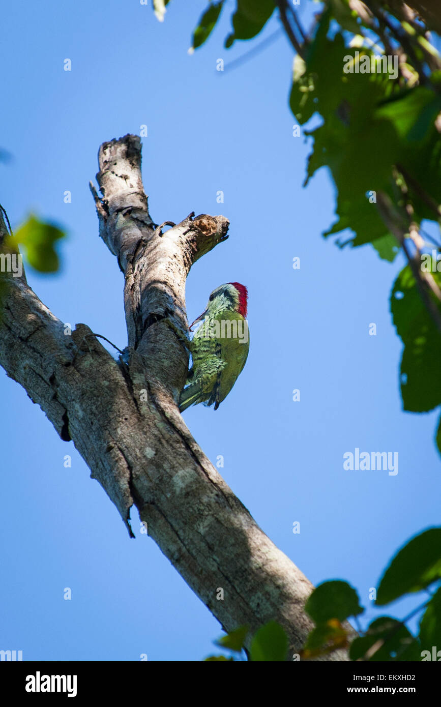 Parc naturel el cubano Banque de photographies et d’images à haute ...
