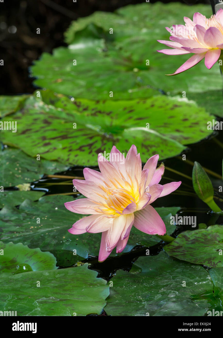 Nymphaea aquatique Banque de photographies et d’images à haute ...