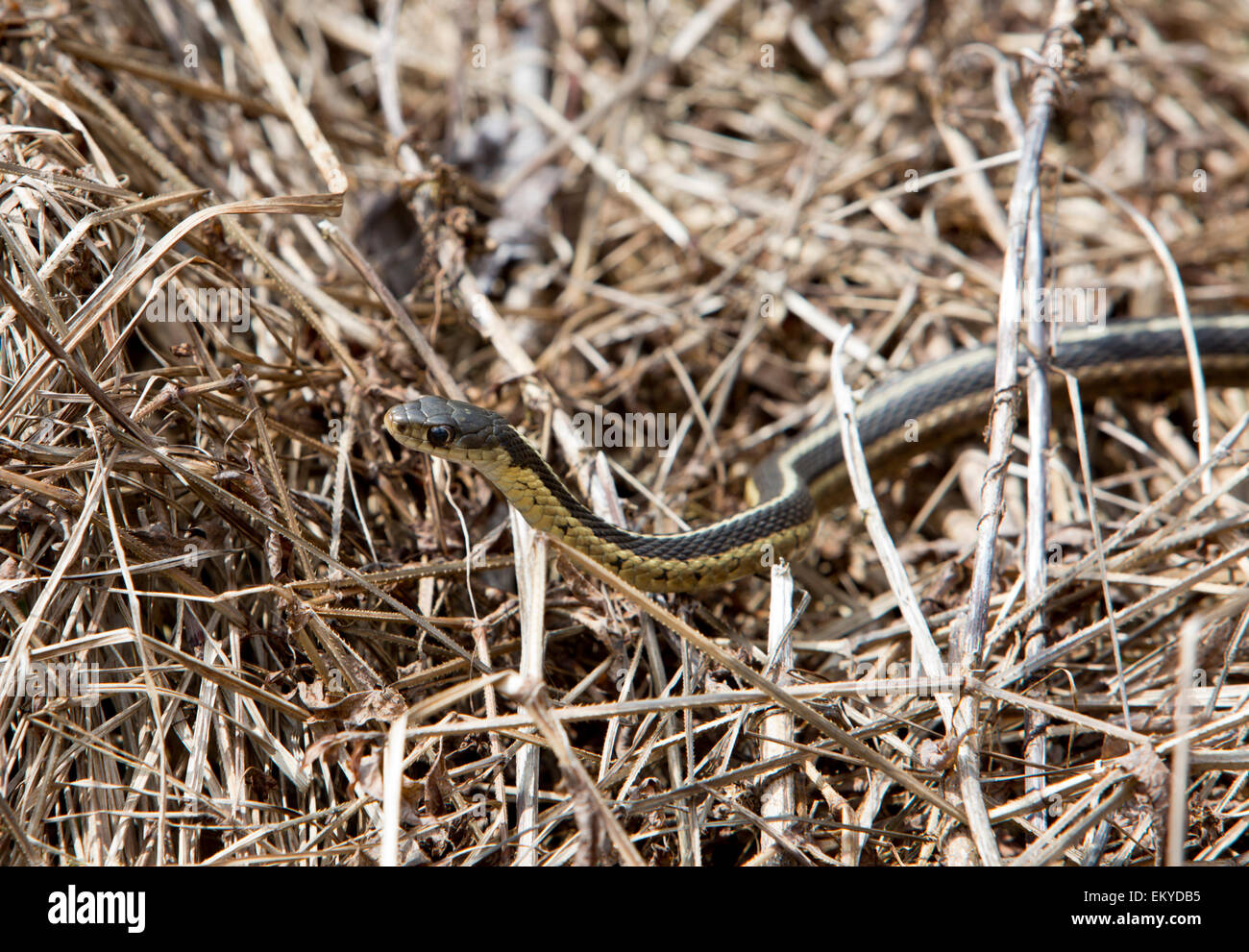 Thamnophis sirtalis Banque de photographies et d’images à haute ...