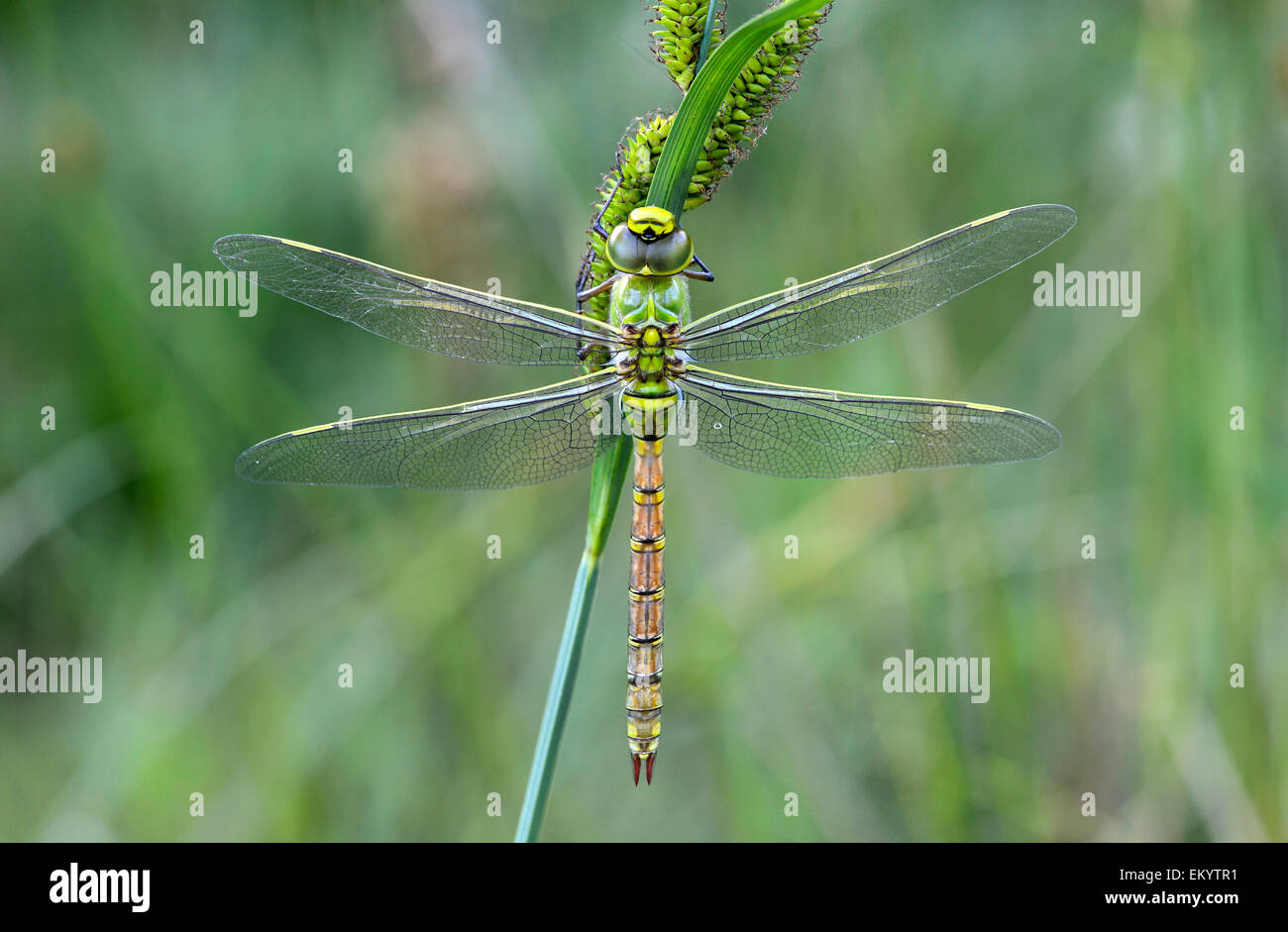 Anax imperator Banque de photographies et d’images à haute résolution - Alamy