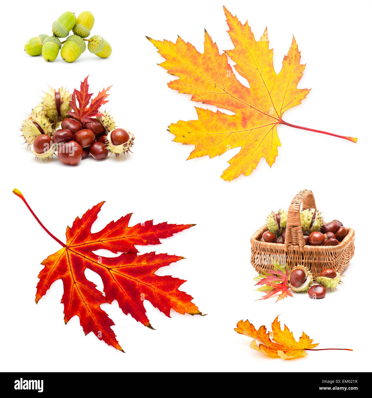 Collage de différentes feuilles d'automne, les châtaignes et les glands ...