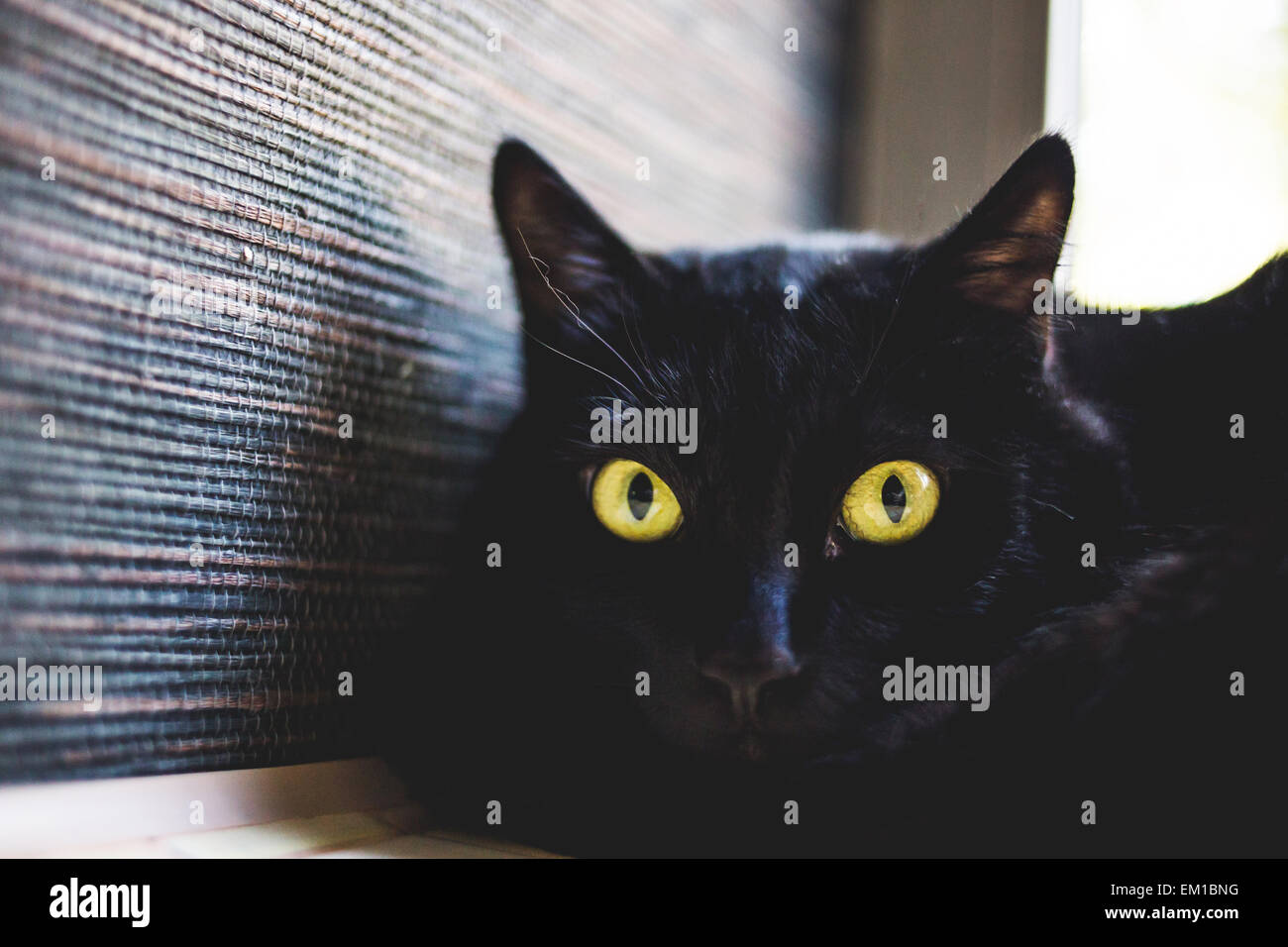 Chat noir yeux jaune Banque de photographies et d’images à haute résolution - Alamy