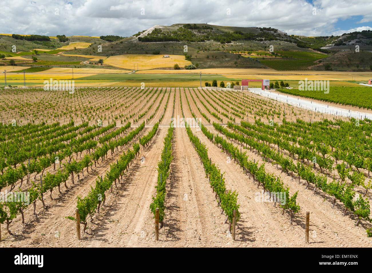 Vignoble vigne vignes Banque de photographies et d’images à haute ...