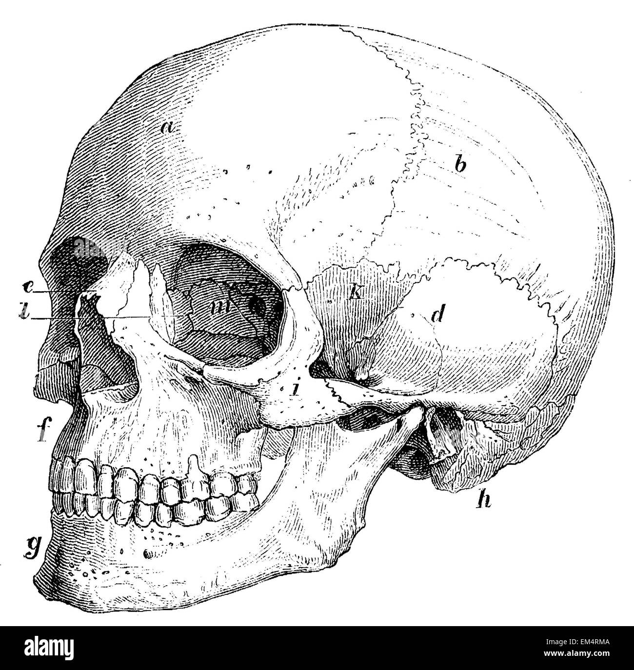 Anatomie homme Banque de photographies et d’images à haute résolution ...
