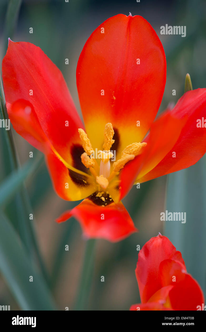 Anthère tulipe Banque de photographies et d’images à haute résolution ...