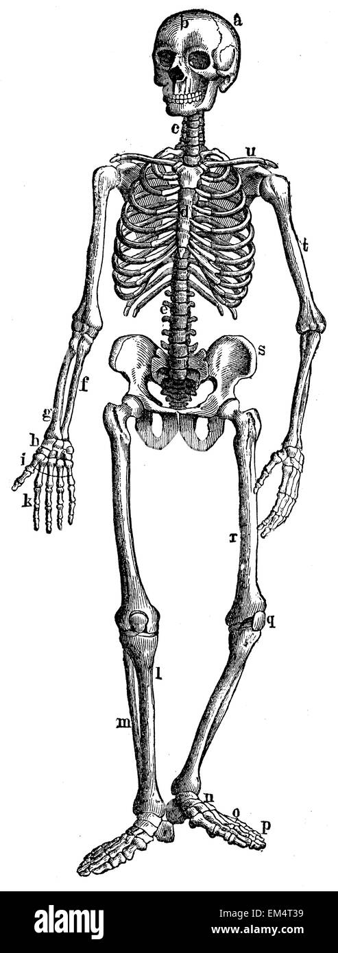 Anatomie homme Banque d'images noir et blanc - Alamy