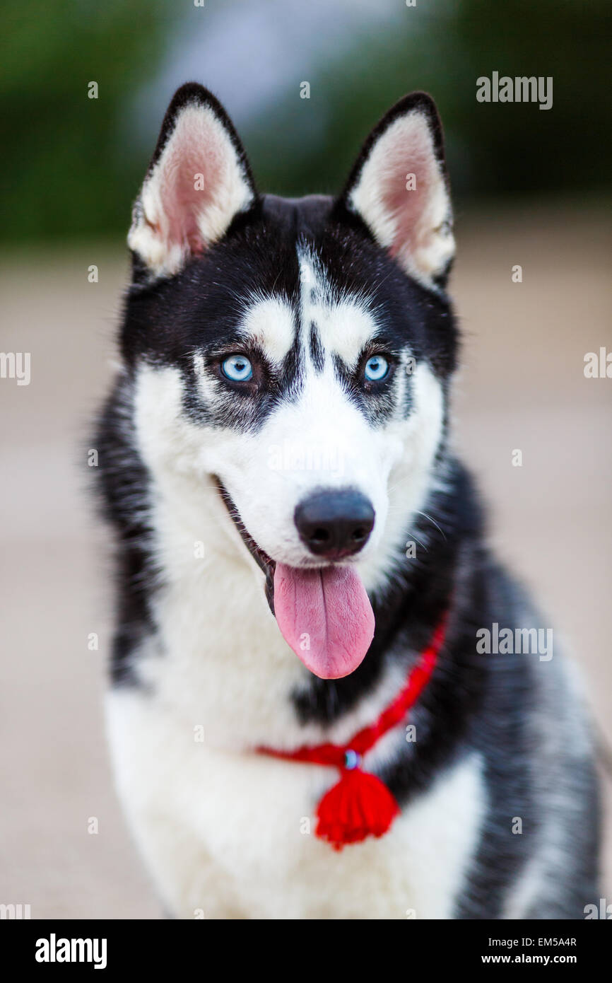 Husky sibérien noir Banque de photographies et d’images à haute ...