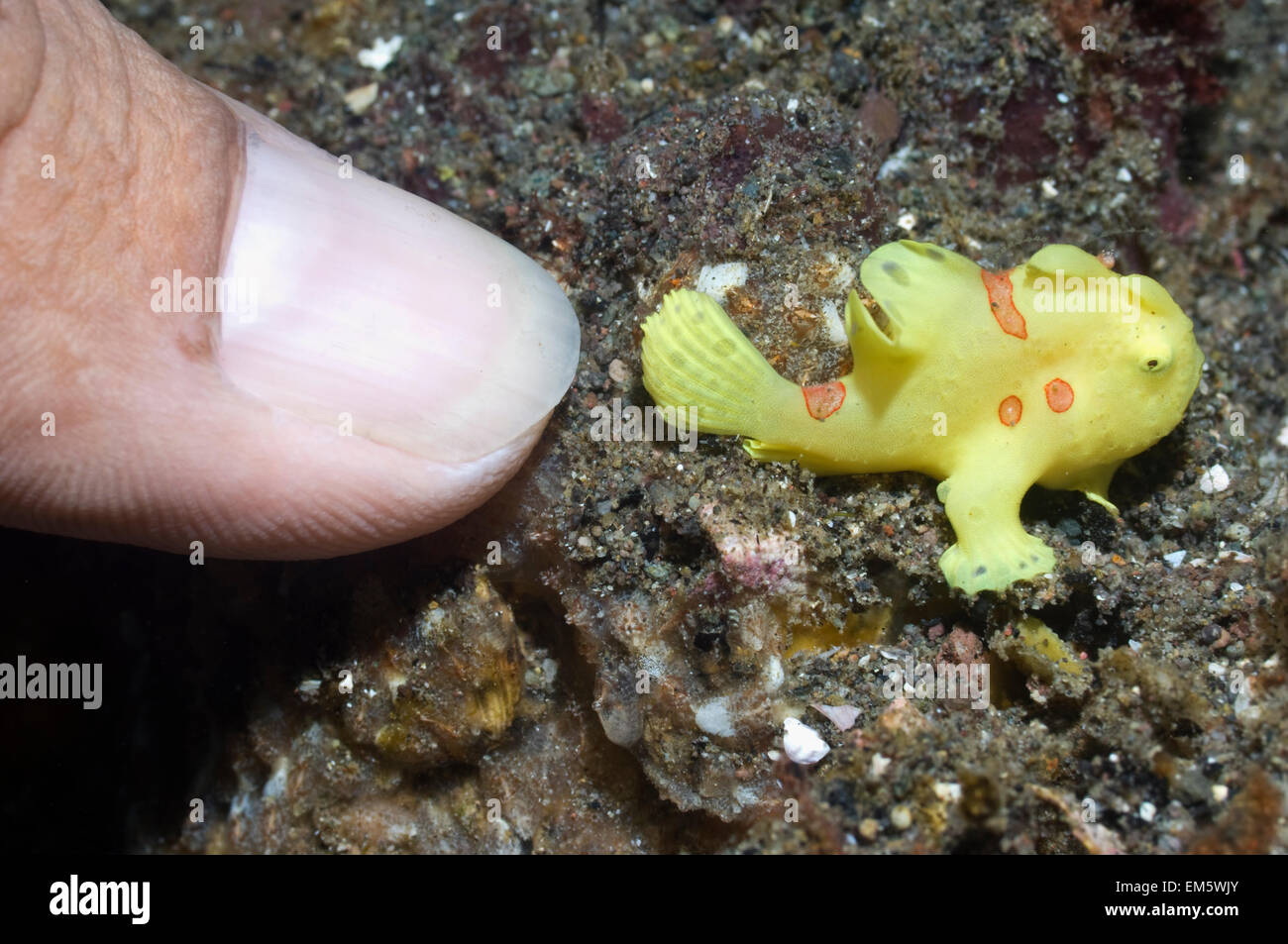Poisson Grenouille peint photographié avec des mineurs du doigt pour ...