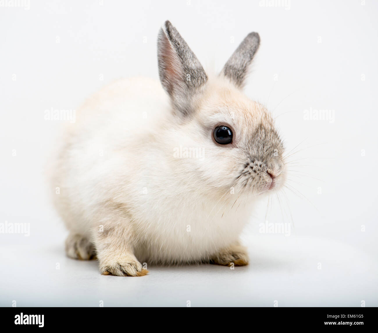 Petit lapin sur fond blanc Banque de photographies et d’images à haute ...