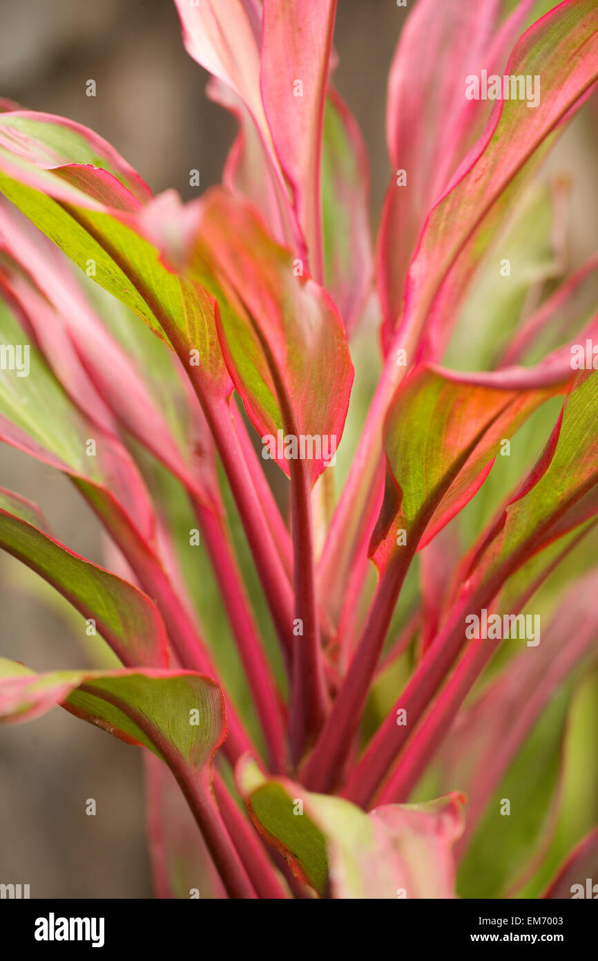Plantes ti rouges Banque de photographies et d’images à haute ...
