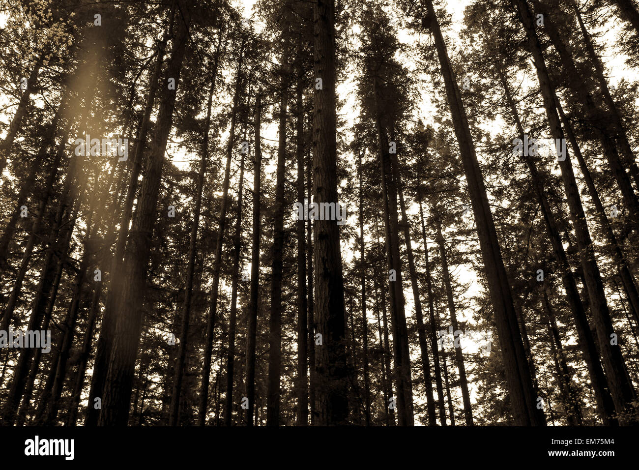 Sepia forest Banque de photographies et d’images à haute résolution - Alamy