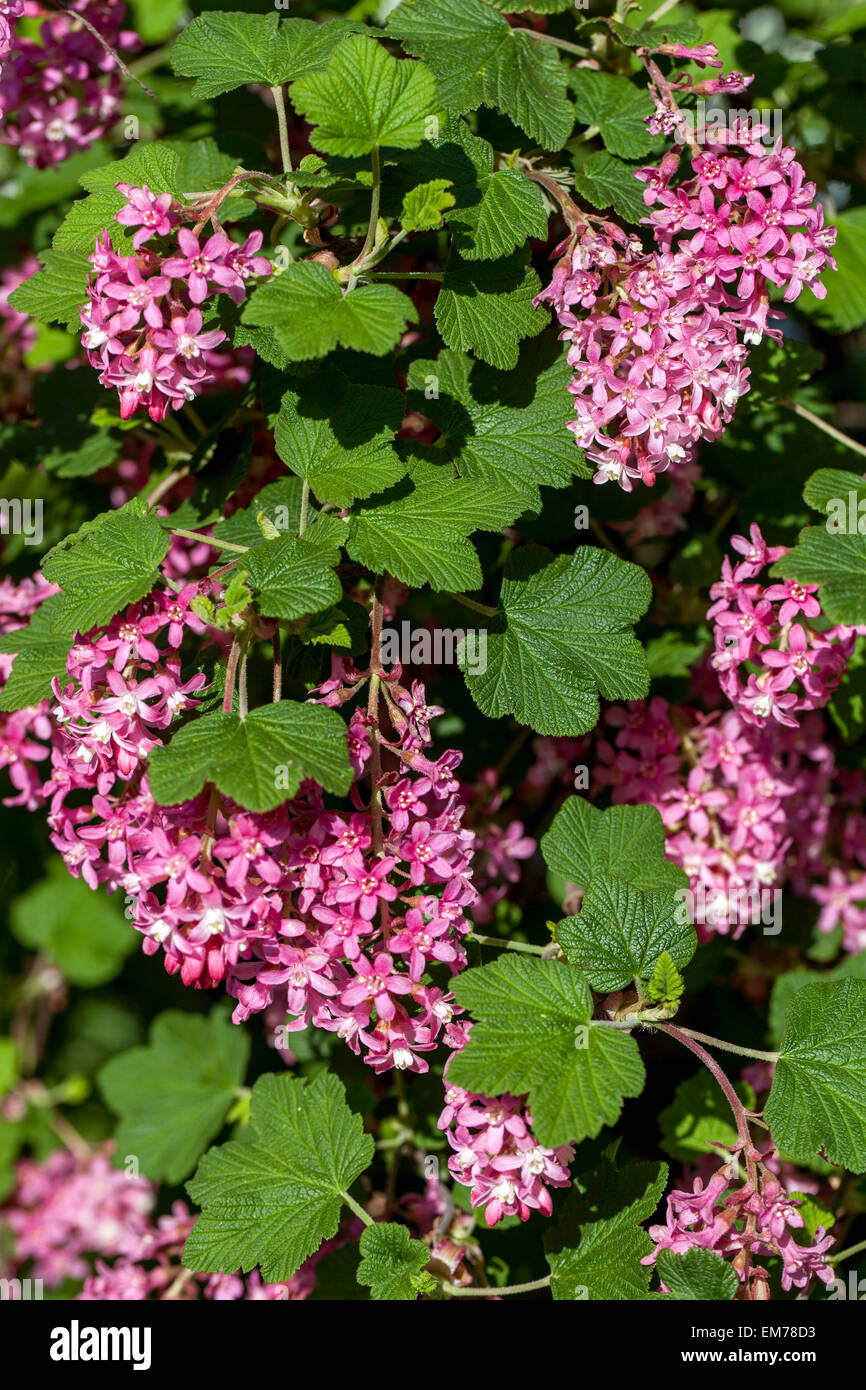 Fleurs de cassis en fleurs Banque de photographies et d’images à haute ...