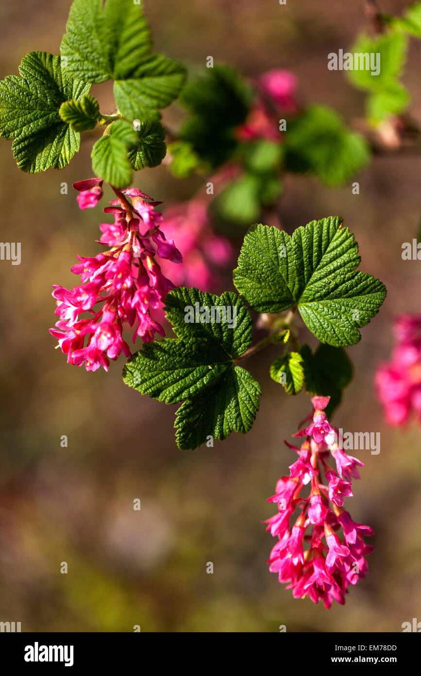 Ribes sanguineum 'Koja' groseille les fleurs rouges Photo Stock - Alamy