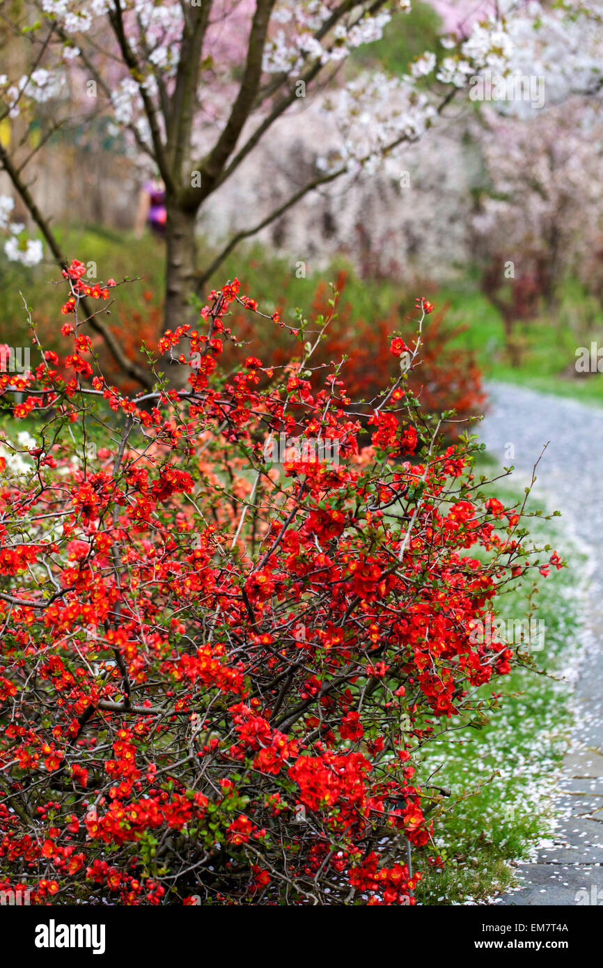 Voie de cerisier Banque de photographies et d’images à haute résolution ...